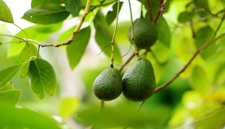 Plantas de Aguacate Hass en México